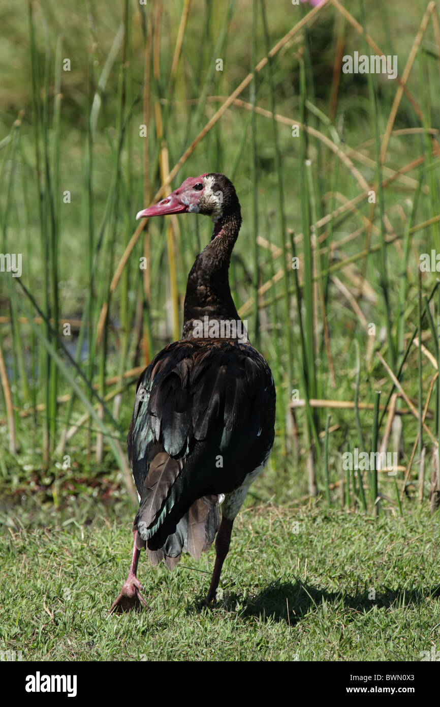 Spur-winged Goose (Plectropterus gambensis) in the Okavango Delta ...