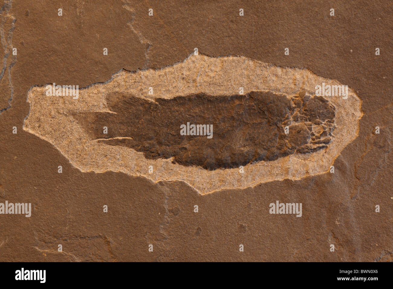 Fossil lungfish - Dipterus sp. - Mid Devonian - Caithness - Scotland ...