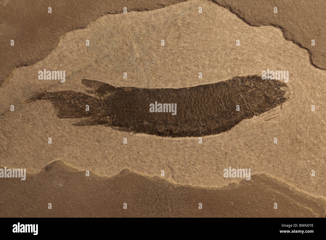 Fossil lungfish - Dipterus sp. - Mid Devonian - Caithness - Scotland ...