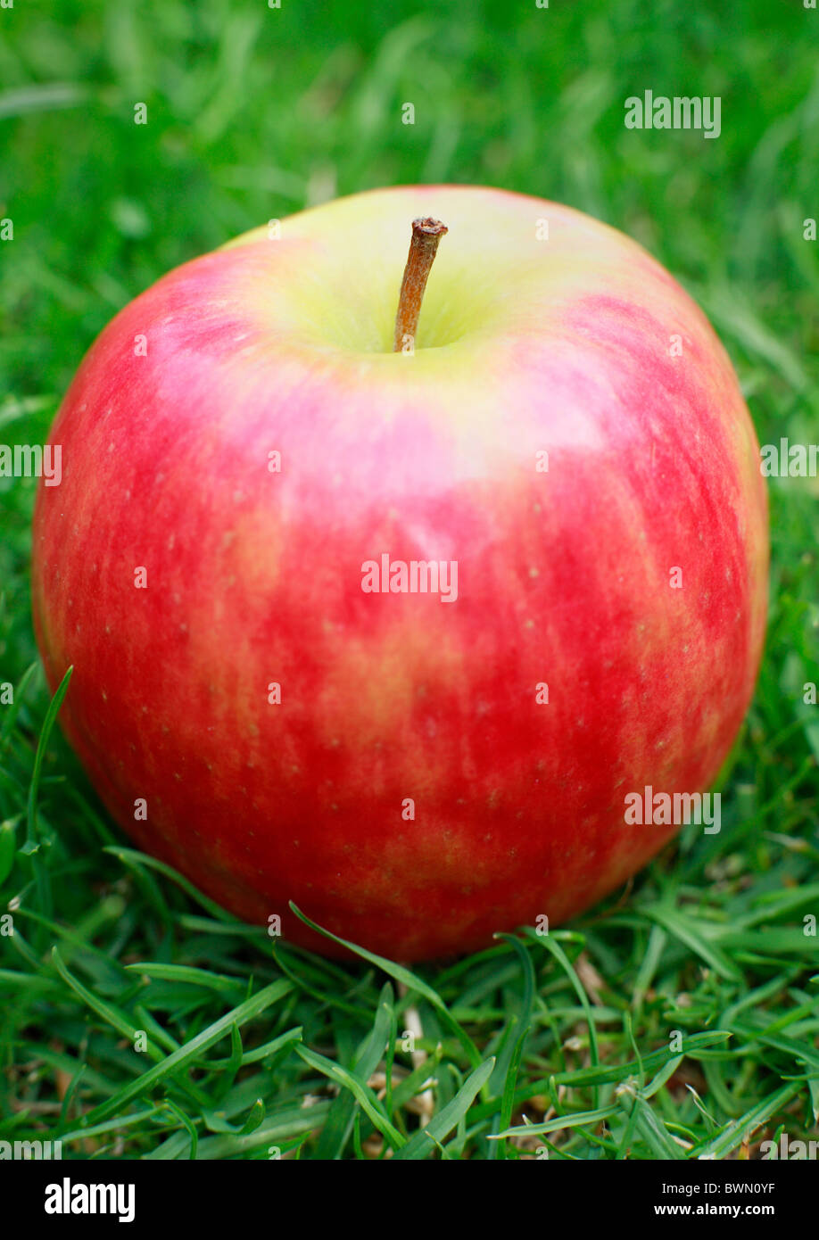 Food fresh whole red apple fruit pink lady hi-res stock photography and ...