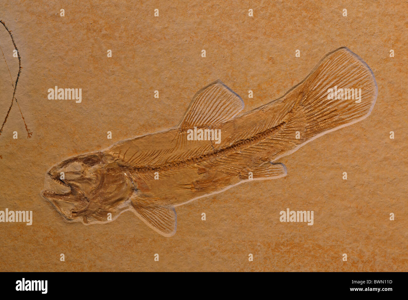 Fossil fish - Ameopsis lepidota - Upper Triassic - Solnhofen Germany ...