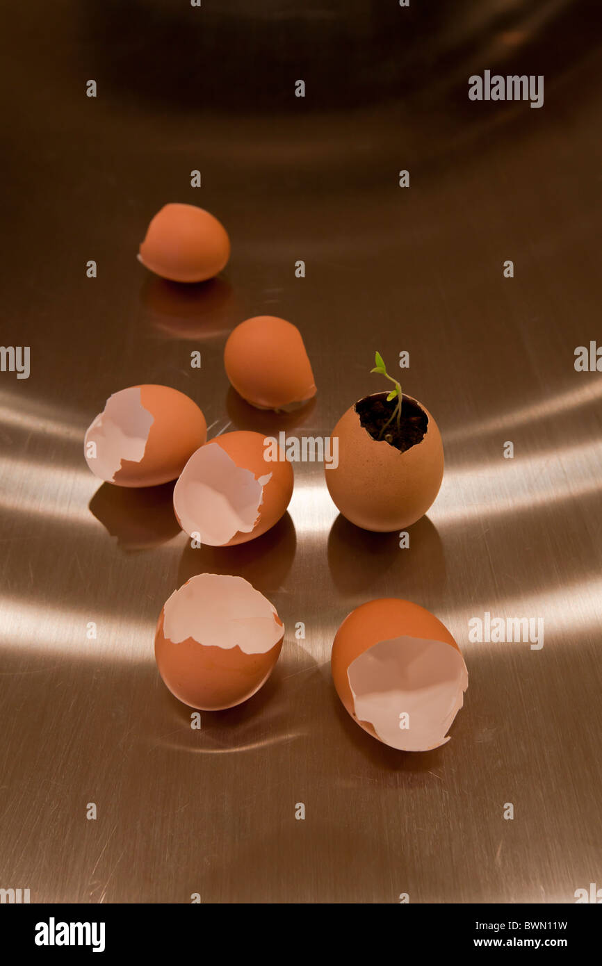 Eggs at a sprout hi-res stock photography and images - Alamy