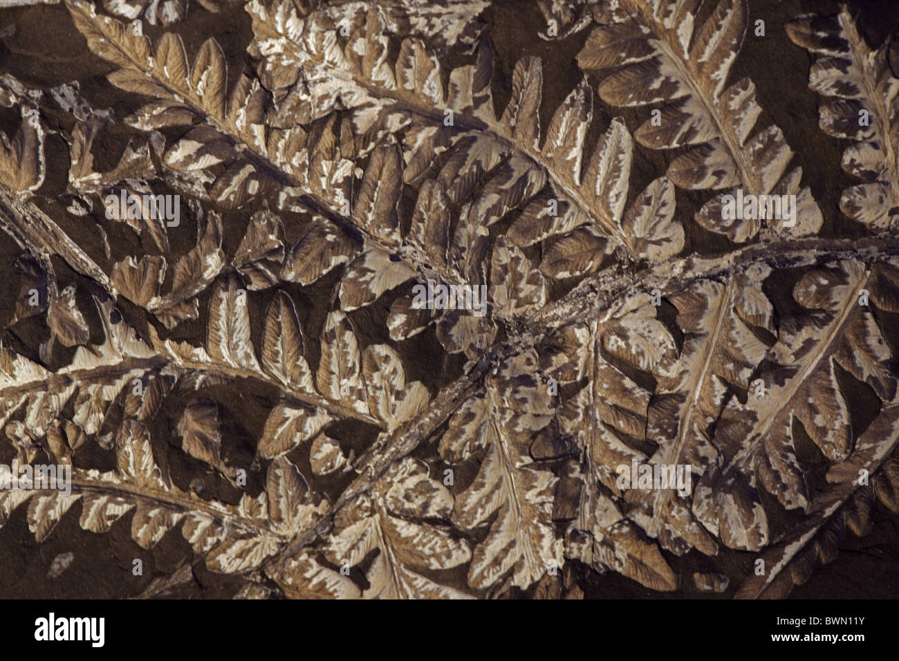 Neuropteris hi-res stock photography and images - Alamy