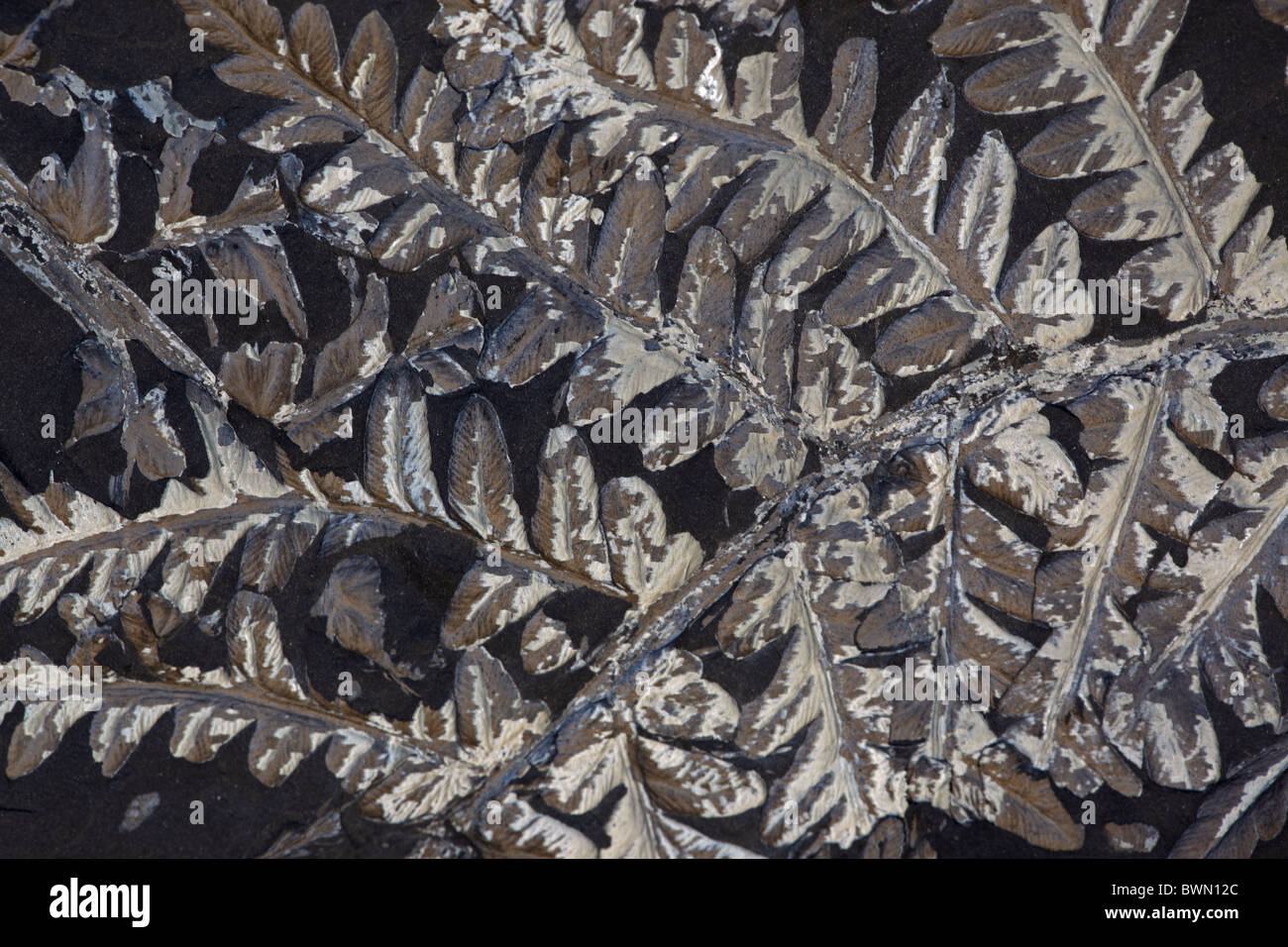 Neuropteris hi-res stock photography and images - Alamy