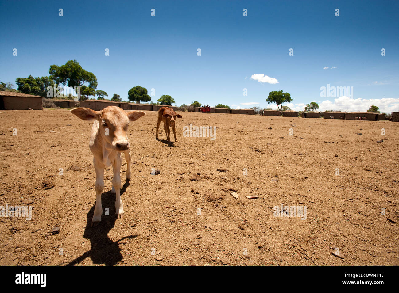 Two young calves in Kenya Stock Photo - Alamy