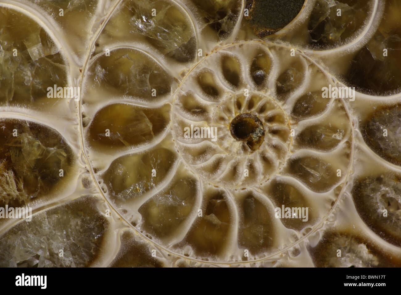 Fossil ammonite- Desmoceras spp. -Upper Early Cretaceous - Albian Stage ...