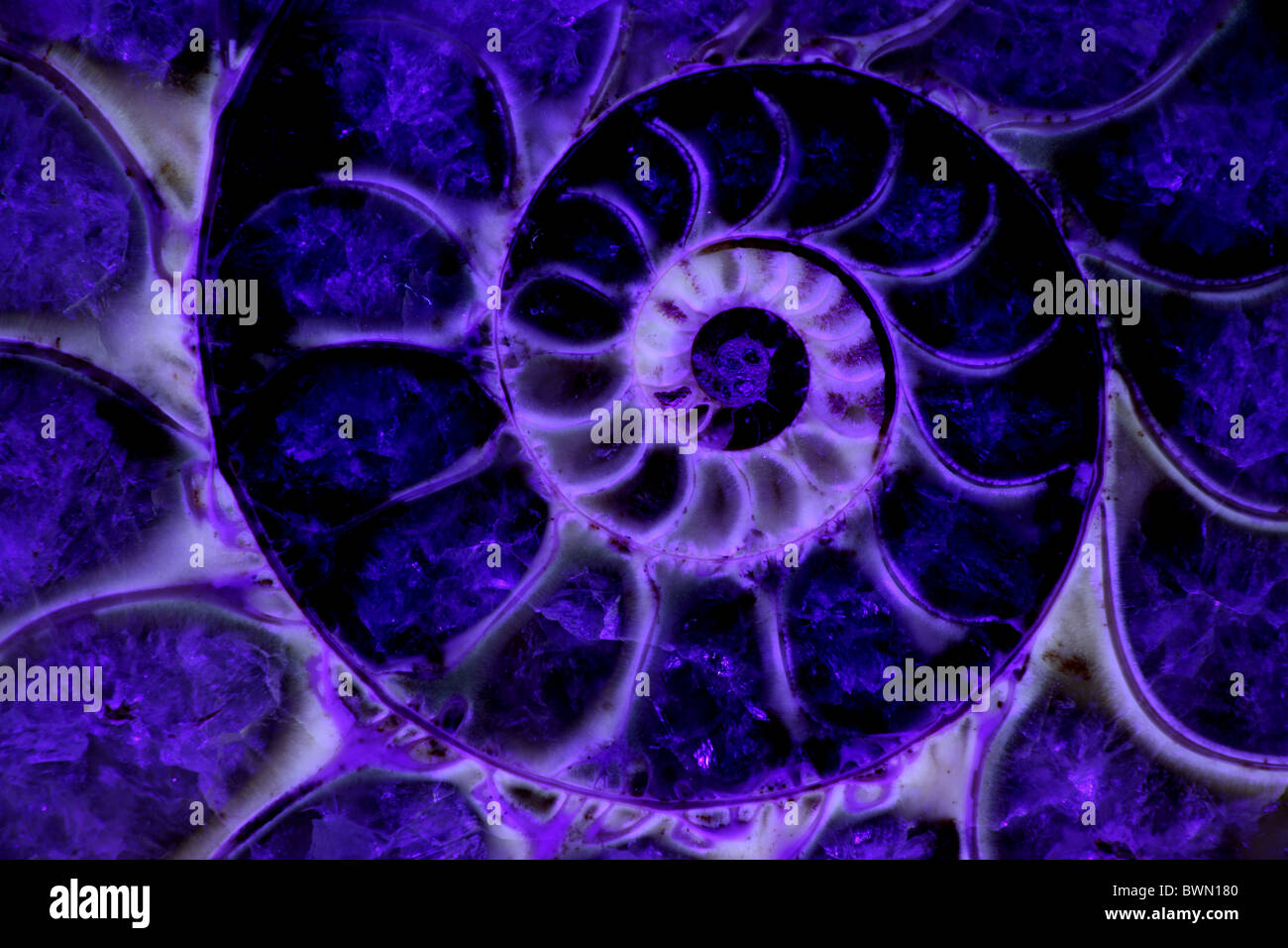 Fossil ammonite- Desmoceras spp. -Upper Early Cretaceous - Albian Stage ...