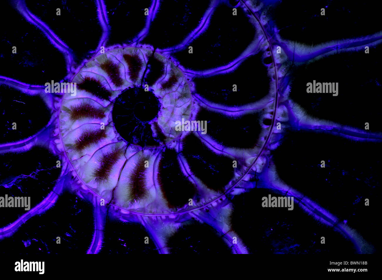 Fossil ammonite- Desmoceras spp. -Upper Early Cretaceous - Albian Stage ...