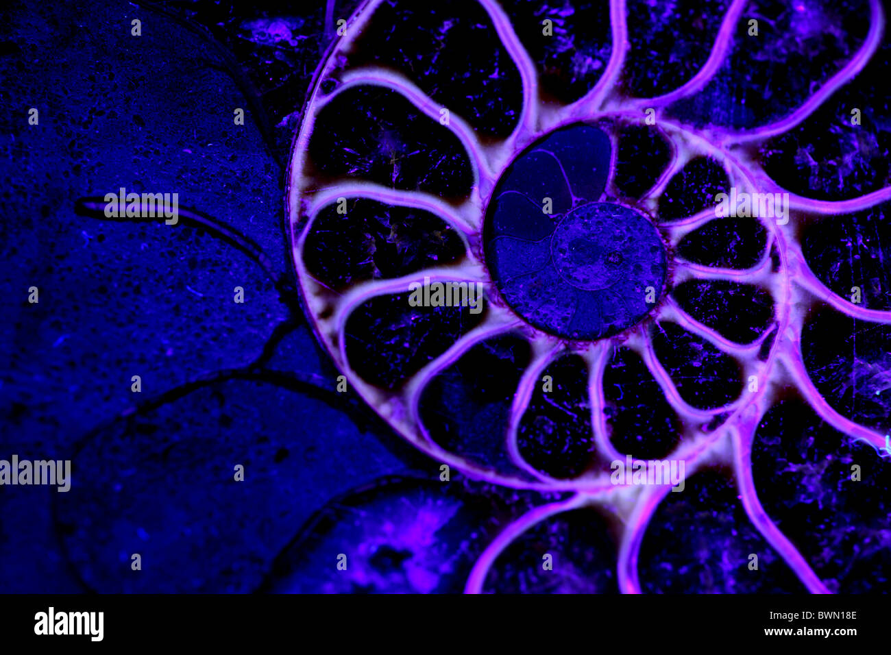 Fossil ammonite- Desmoceras spp. -Upper Early Cretaceous - Albian Stage ...