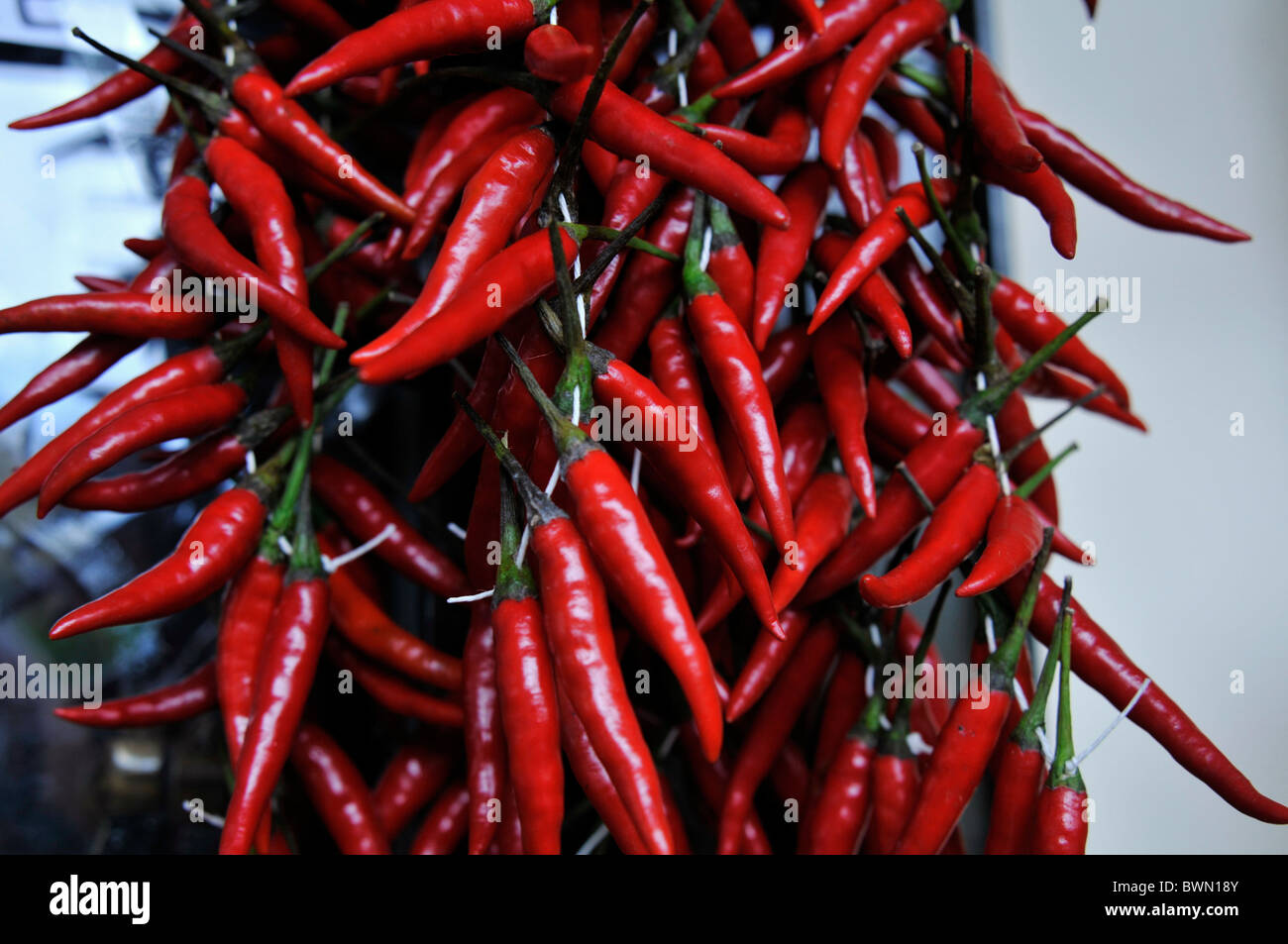 red chillies peppers Stock Photo - Alamy