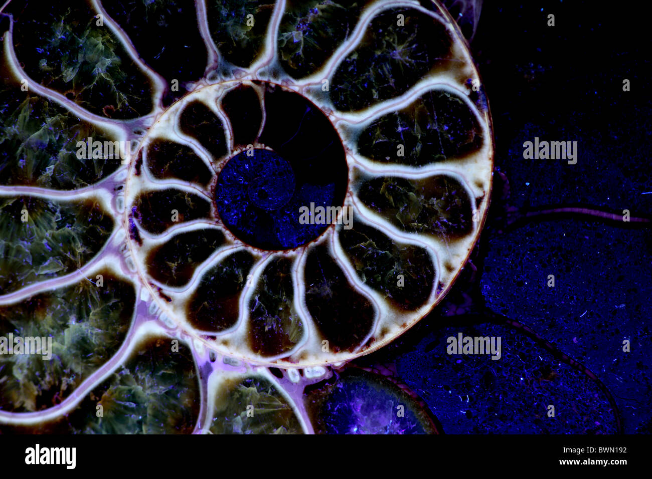 Fossil ammonite- Desmoceras spp. -Upper Early Cretaceous - Albian Stage ...