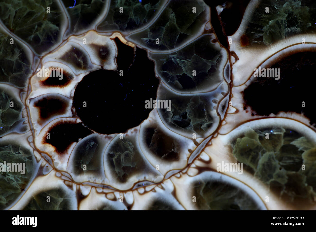 Fossil ammonite- Duvillicerus spp. -Upper Early Cretaceous - Albian ...