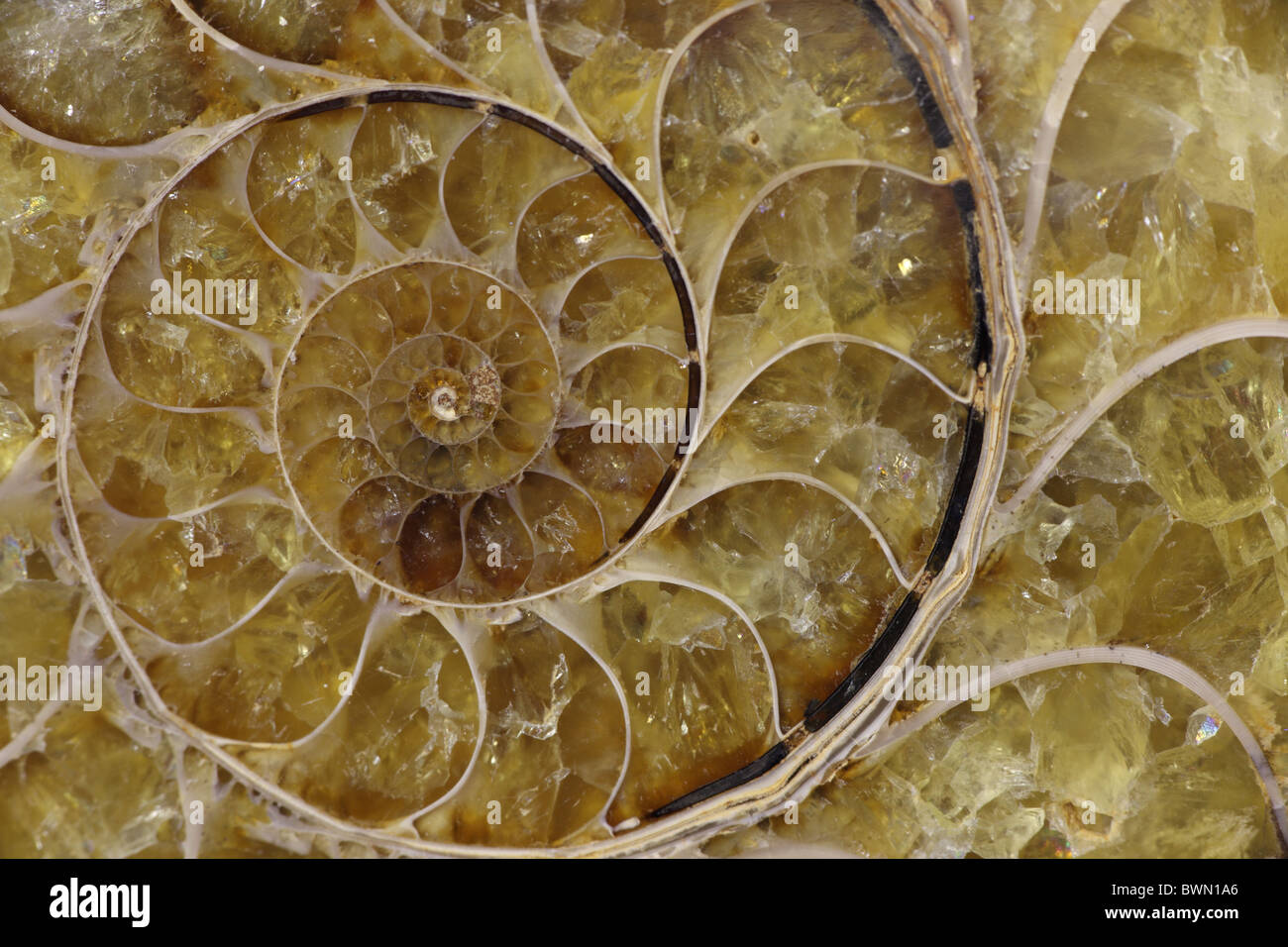 Fossil ammonite- Desmoceras spp. -Upper Early Cretaceous - Albian Stage ...