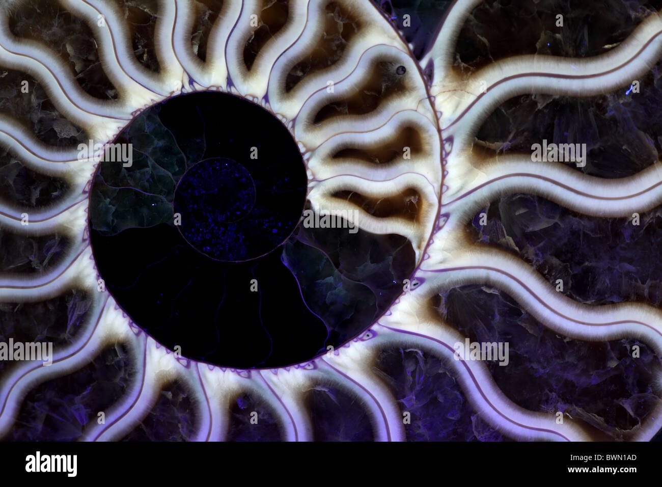 Prepared ammonite hi-res stock photography and images - Alamy