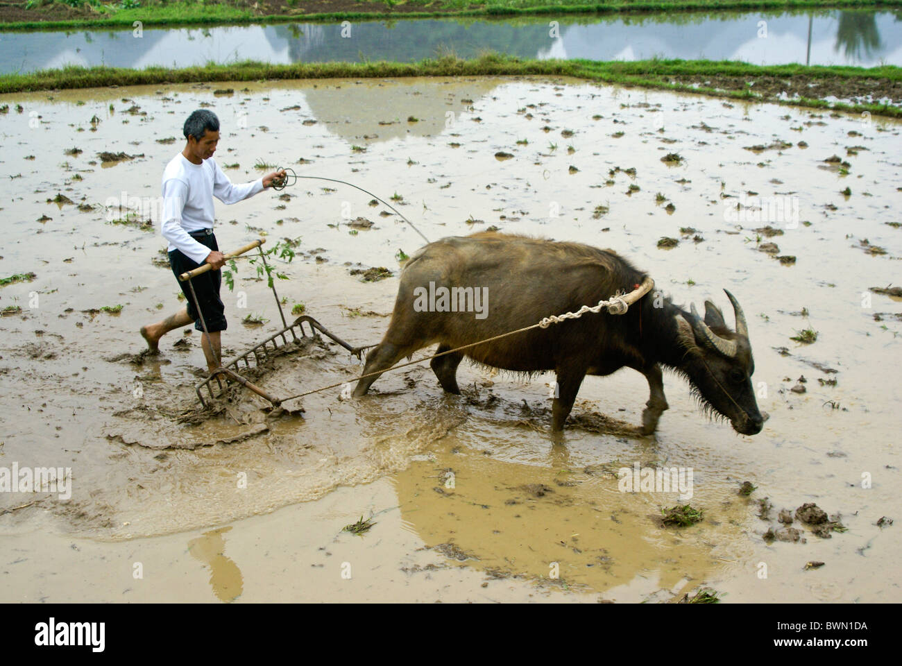 Farmer plowing rice paddy with water buffalo, Guangxi, China Stock ...