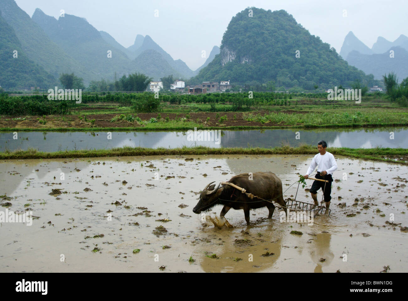 Rice paddy water buffalo hi-res stock photography and images - Alamy