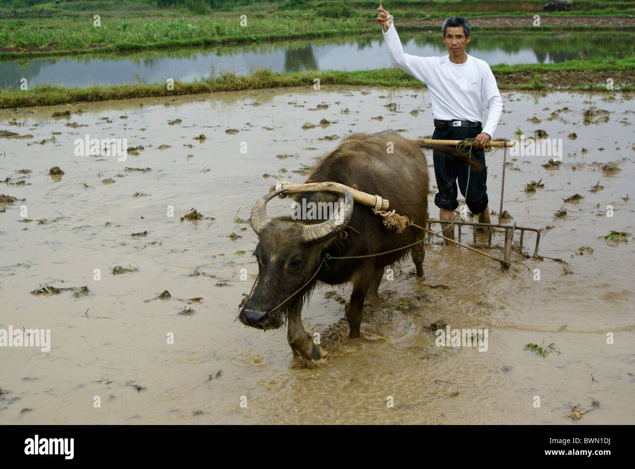 Farmer plowing rice paddy with water buffalo, Guangxi, China Stock ...