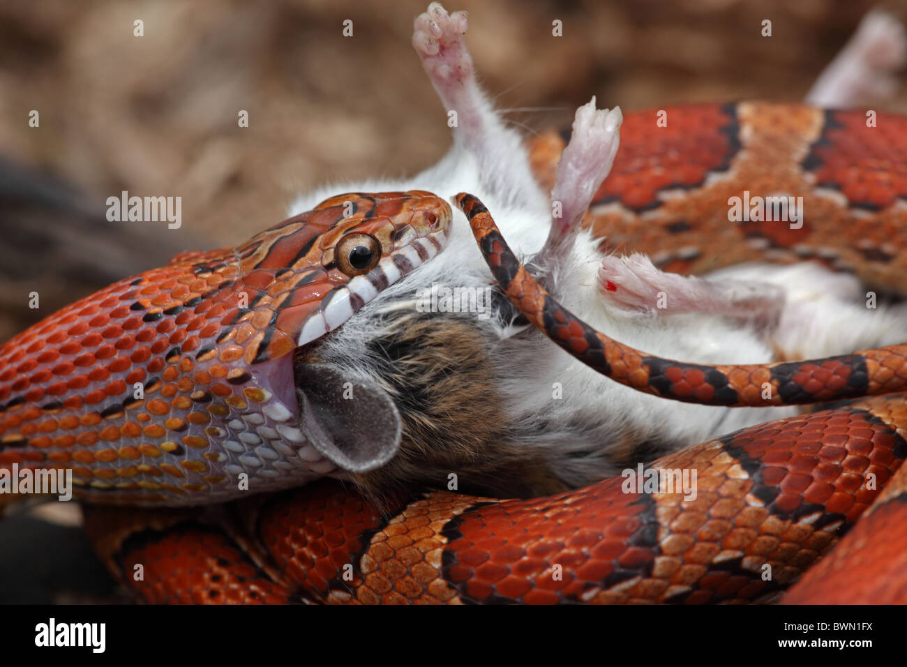 Corn snake eating a mouse hi-res stock photography and images - Alamy