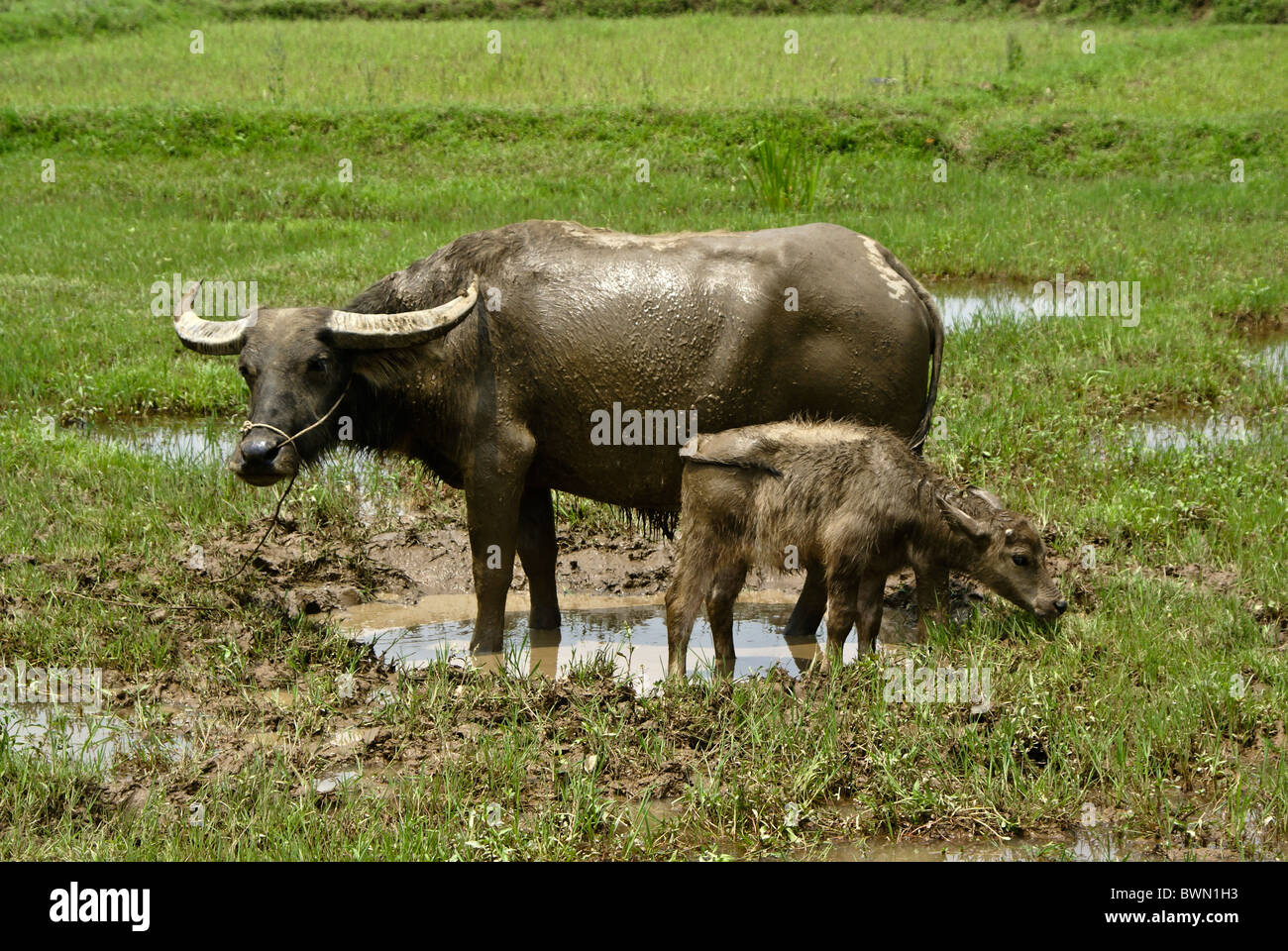 Buffalo China High Resolution Stock Photography and Images - Alamy