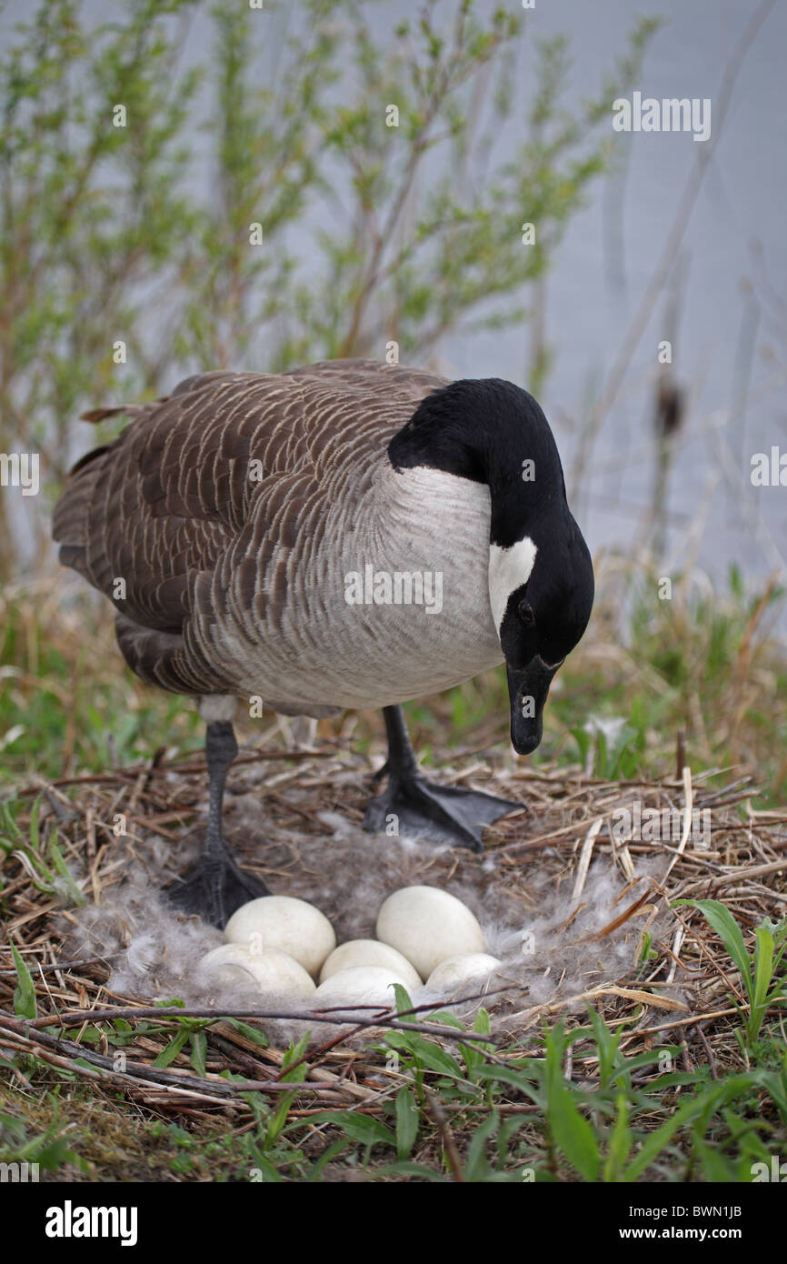 Goose egg hunt hi-res stock photography and images - Alamy