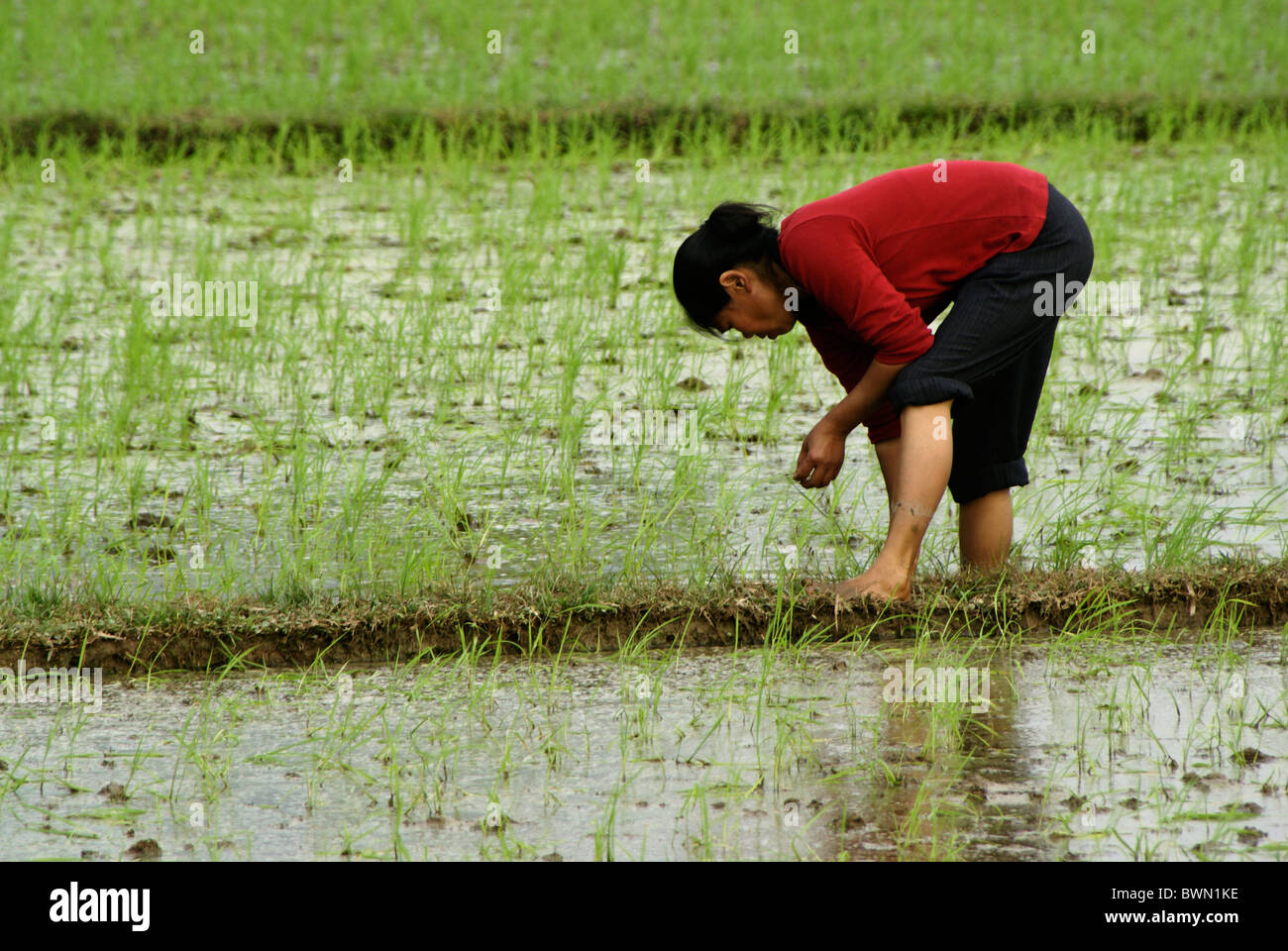 China rice paddy worker hi-res stock photography and images - Alamy