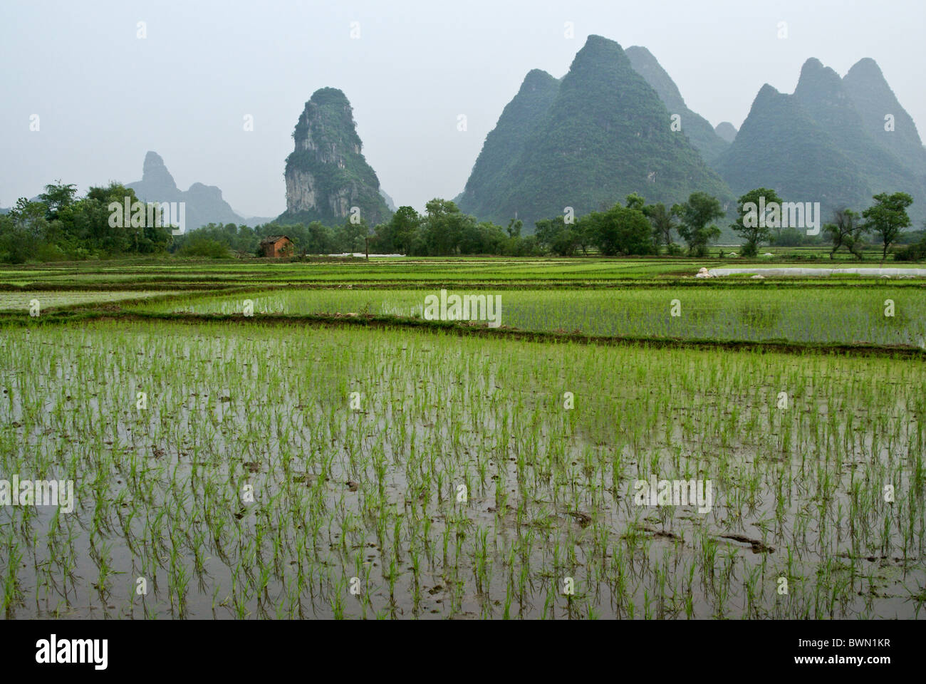 Rice Paddies China High Resolution Stock Photography and Images - Alamy