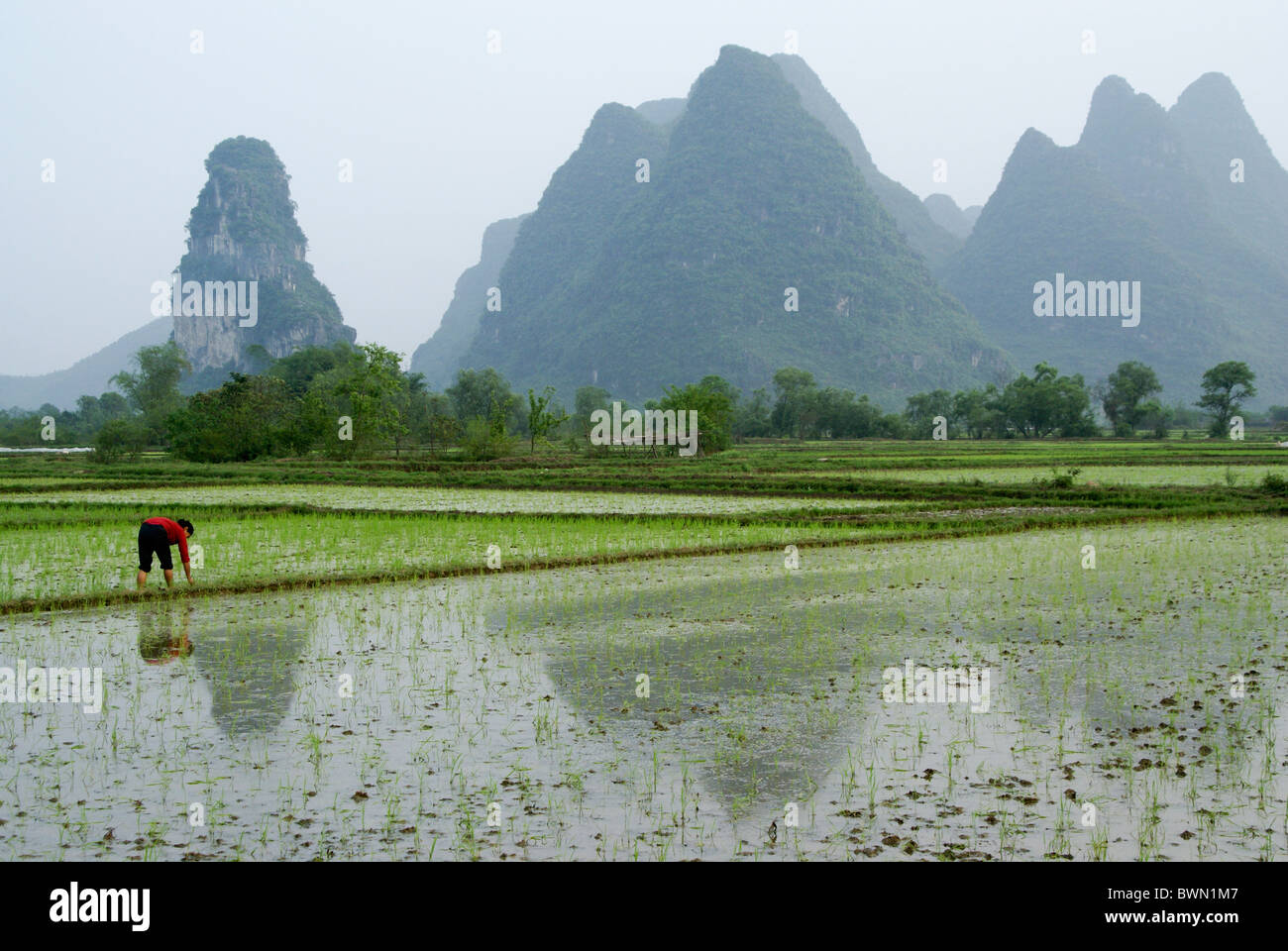 Rice paddies and karst landscape of Guangxi, China Stock Photo - Alamy