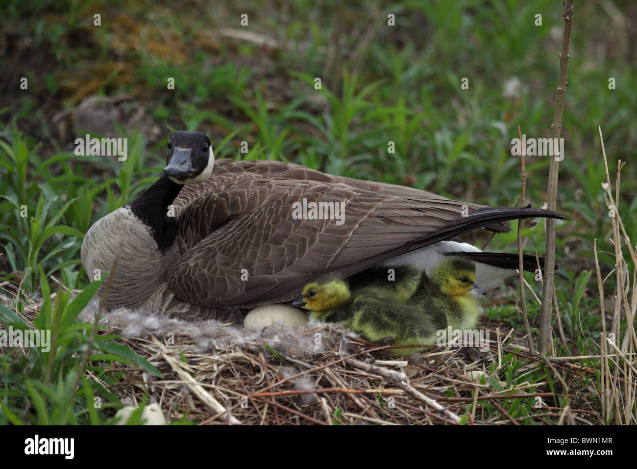 Canada Goose (Branta canadensis) Mother with young on nest - New York ...