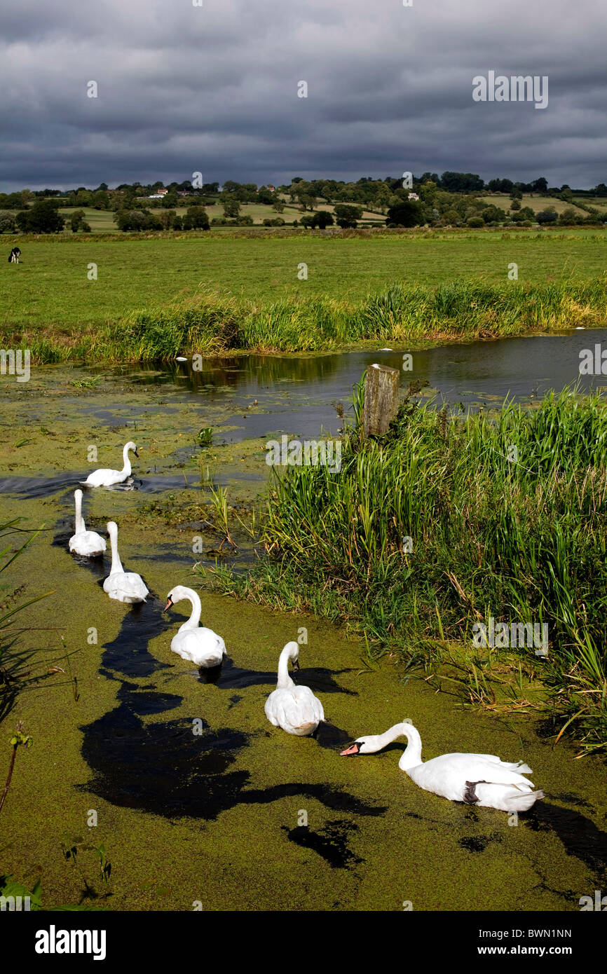 Mute swans on the North Drain, a network of man-made channels draining ...