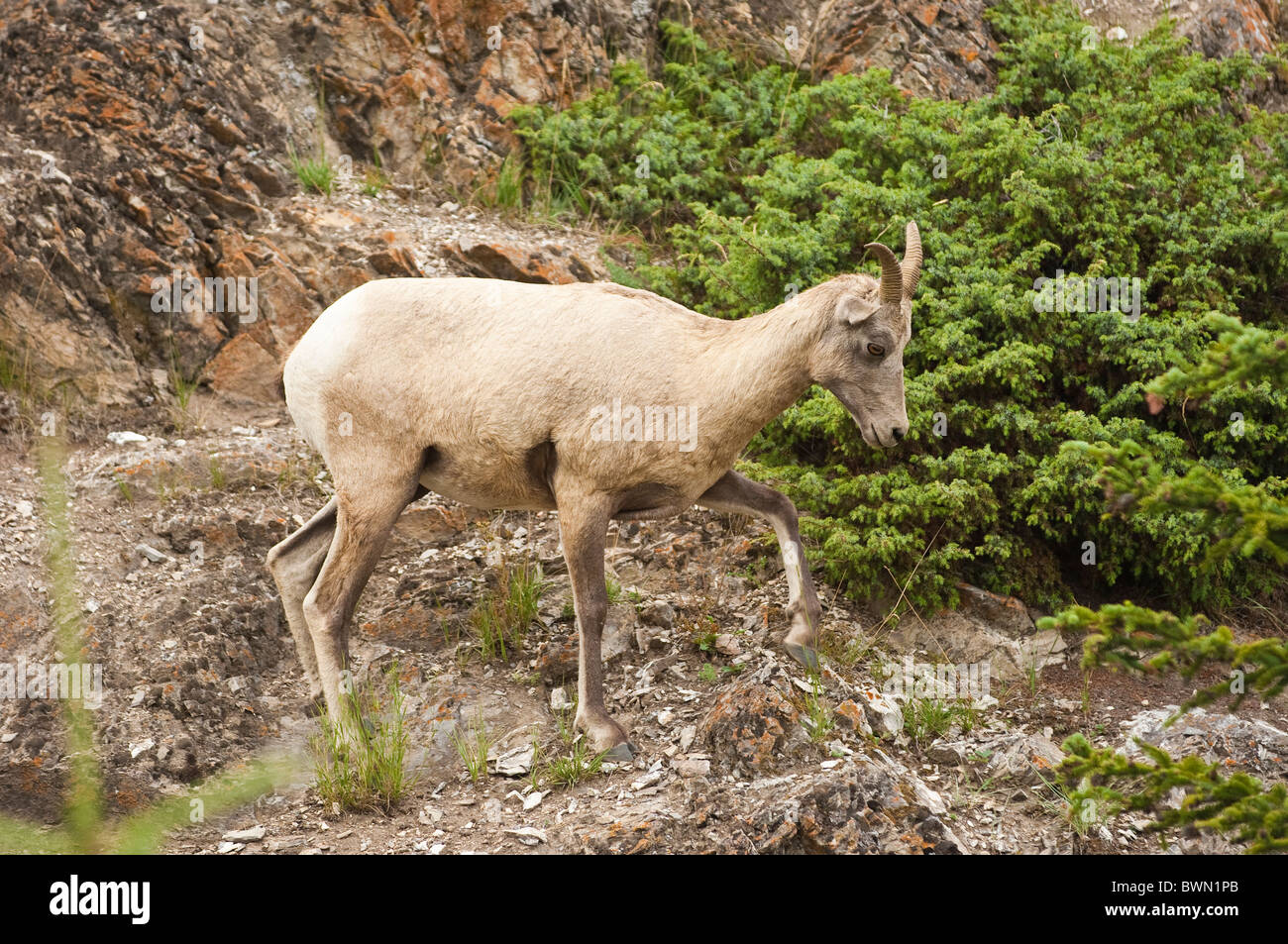 Female big horn sheep in Jasper National Park, Alberta, Canada Stock ...
