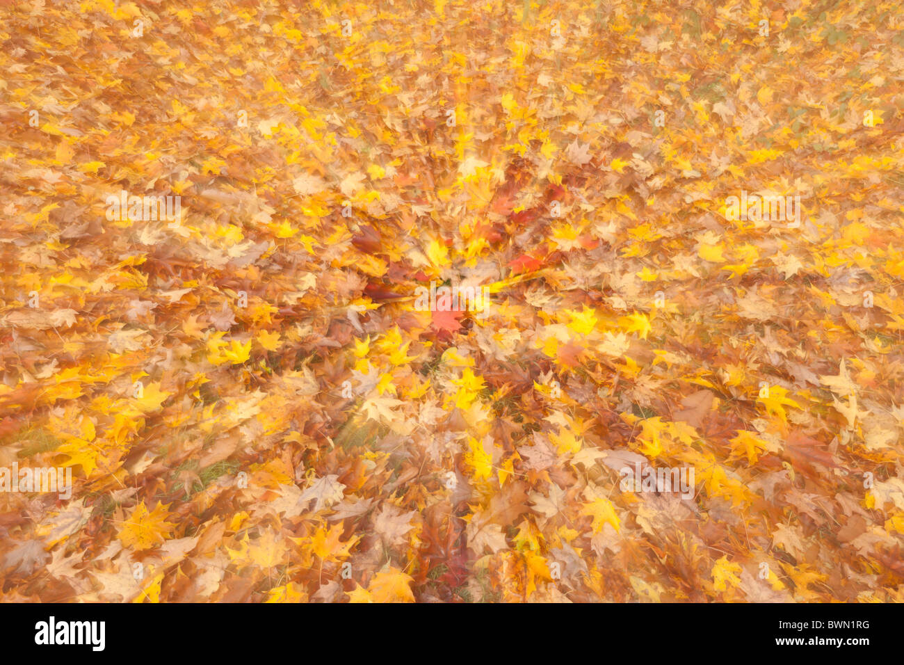 Abstract of newly fallen Sugar Maple leaves in autumn Stock Photo - Alamy