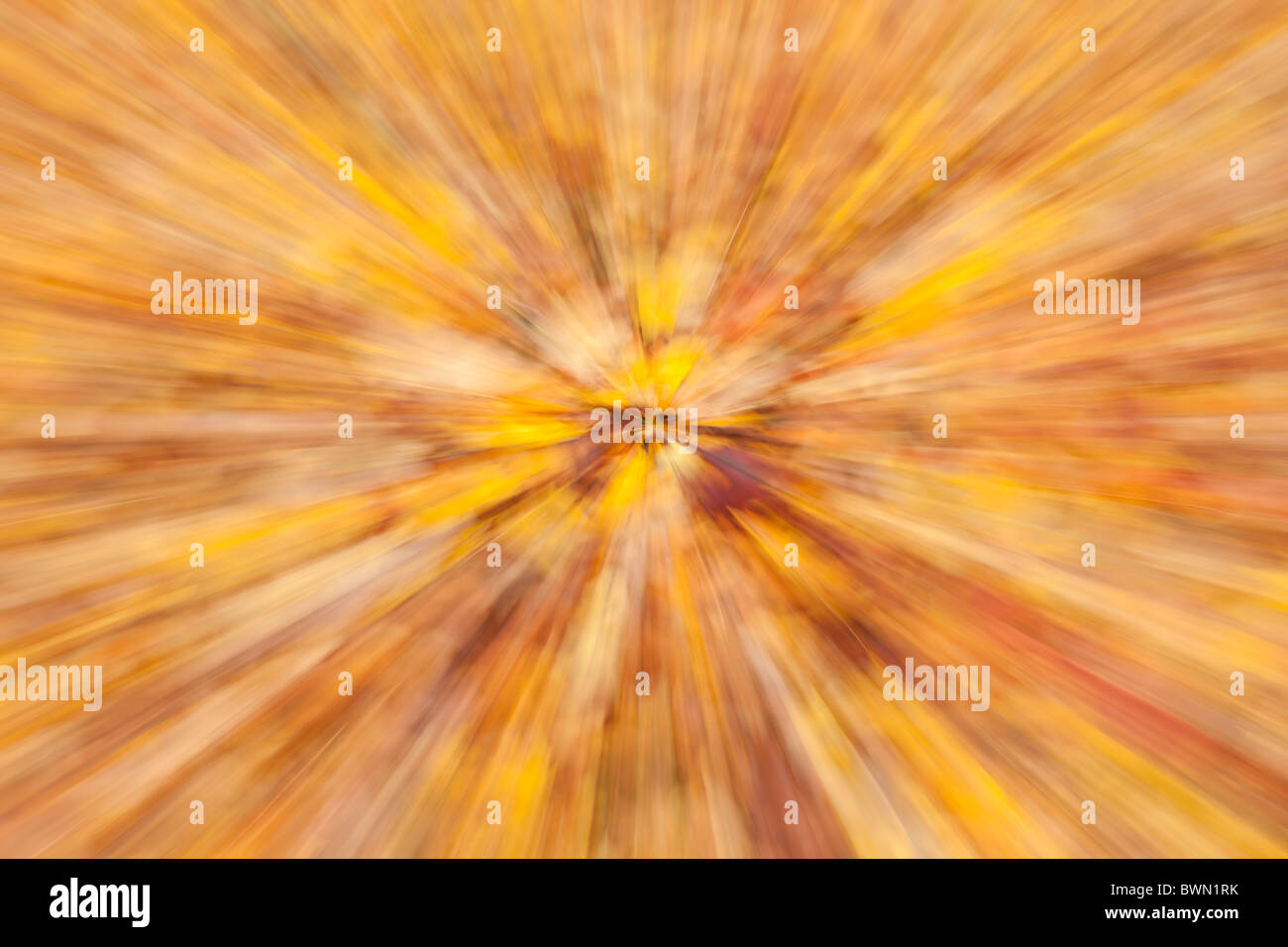 Fall sugar maples hi-res stock photography and images - Alamy