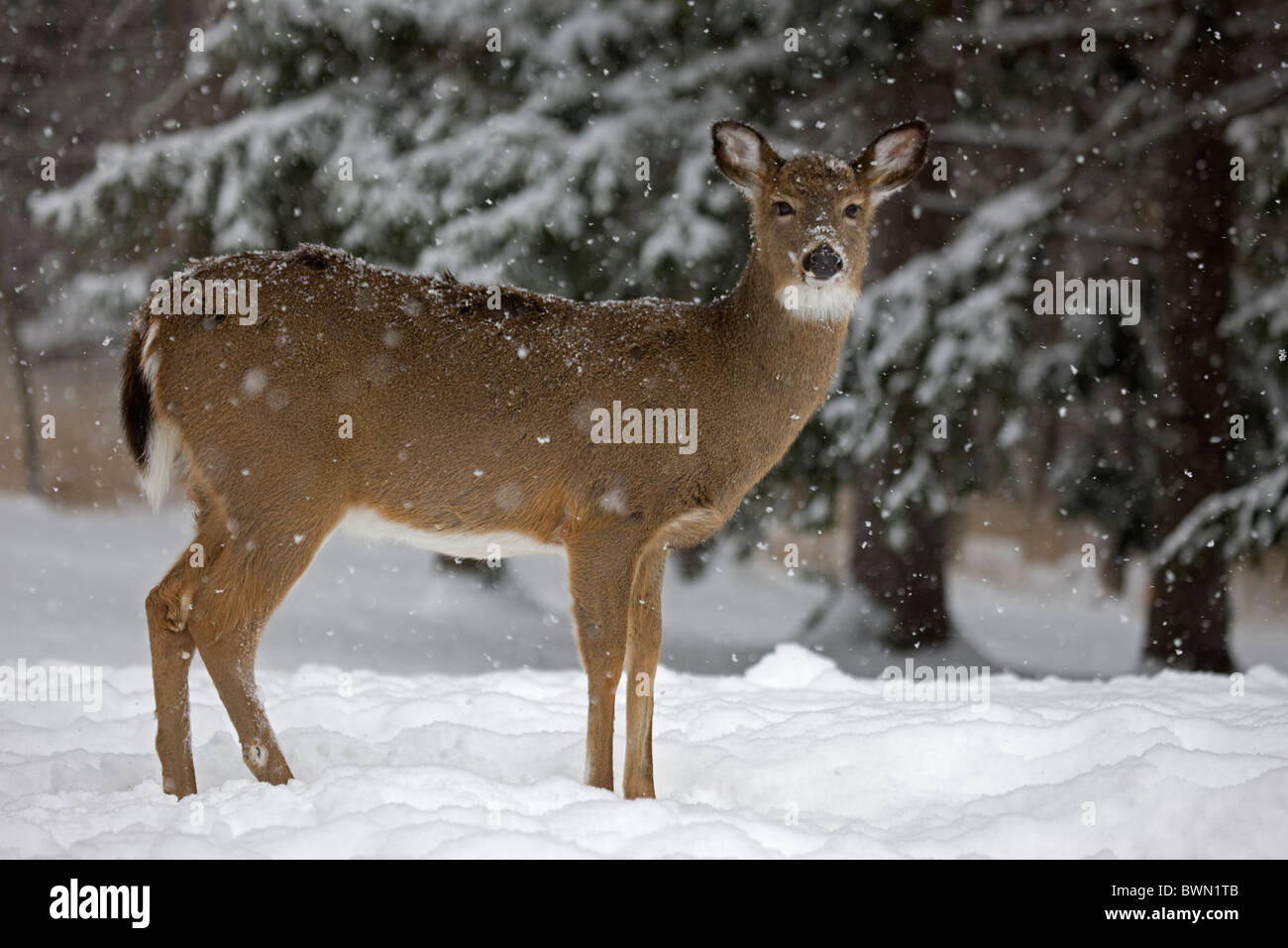 White-tailed Deer (Odocoileus virginianus) New York - Doe - In snow ...