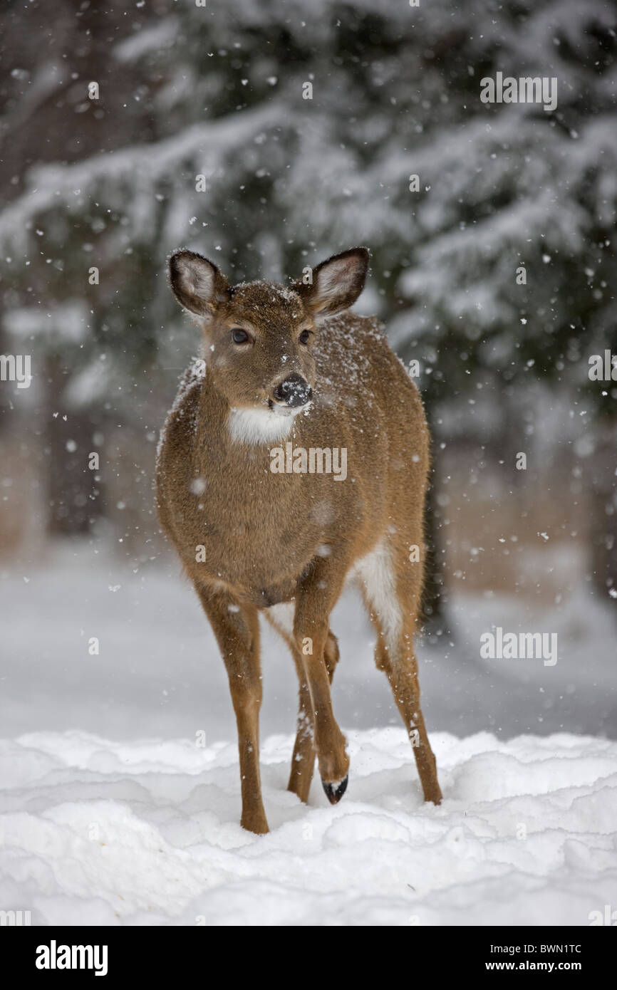 White-tailed Deer (Odocoileus virginianus) New York - Doe - In snow ...