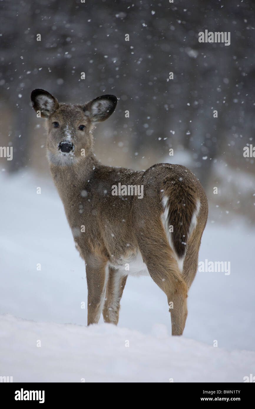 White-tailed Deer (Odocoileus virginianus) New York - Doe - In snow ...