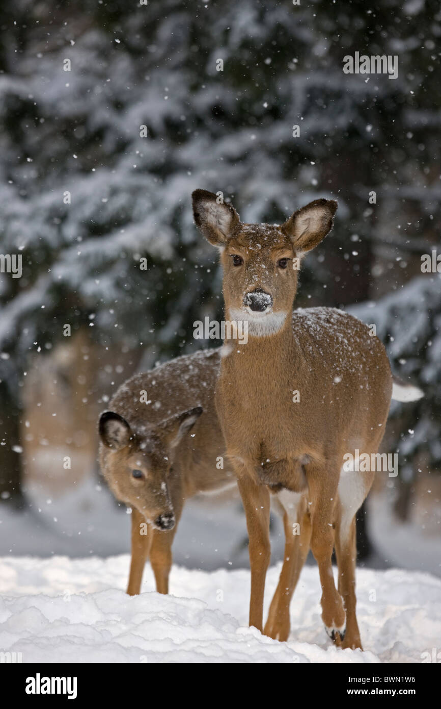 White-tailed Deer (Odocoileus virginianus) New York - Doe - In snow ...