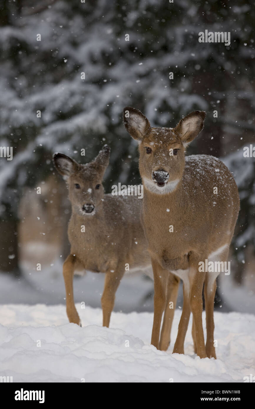White-tailed Deer (Odocoileus virginianus) New York - Doe - In snow ...