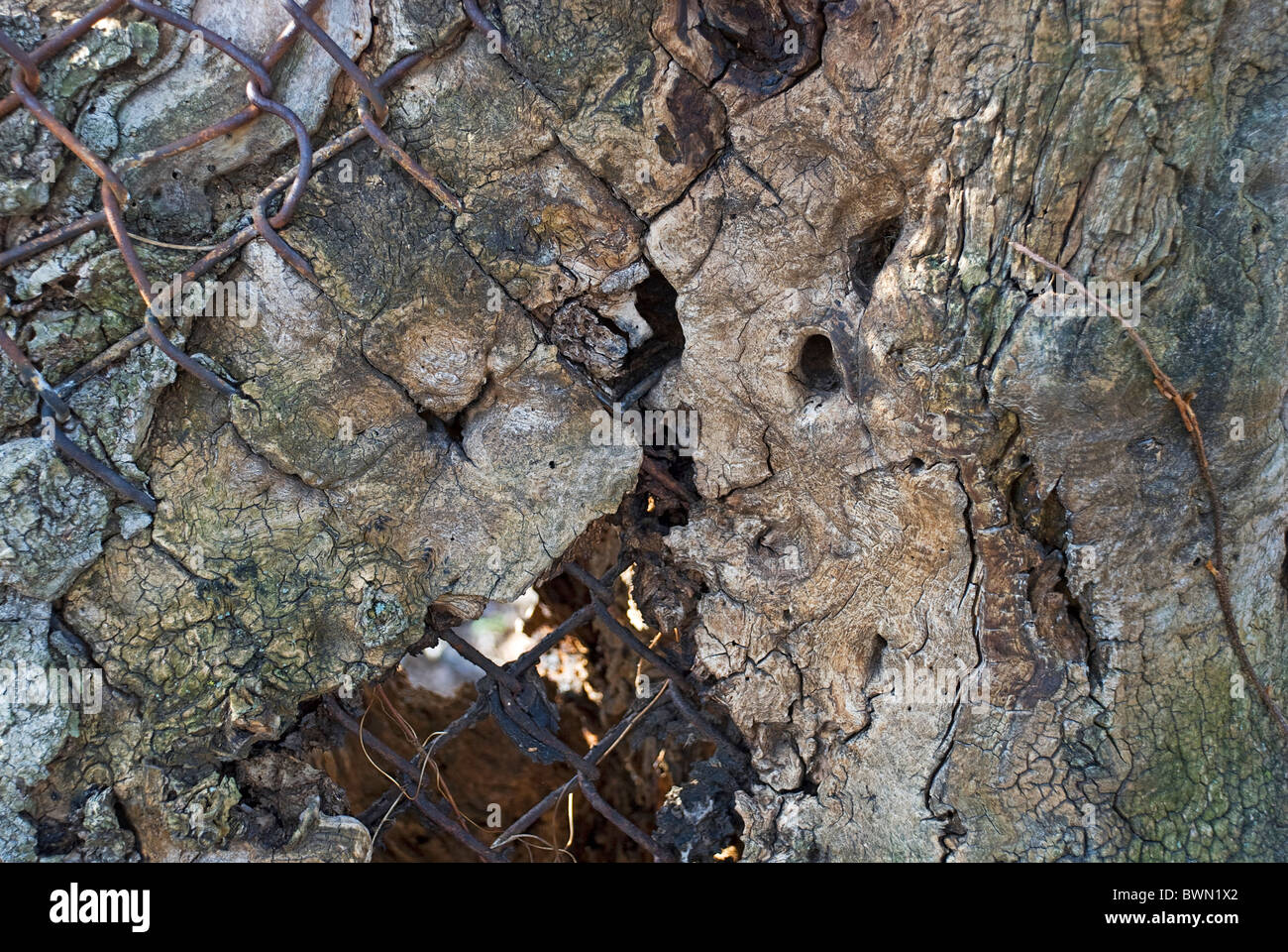 Embed hi-res stock photography and images - Alamy