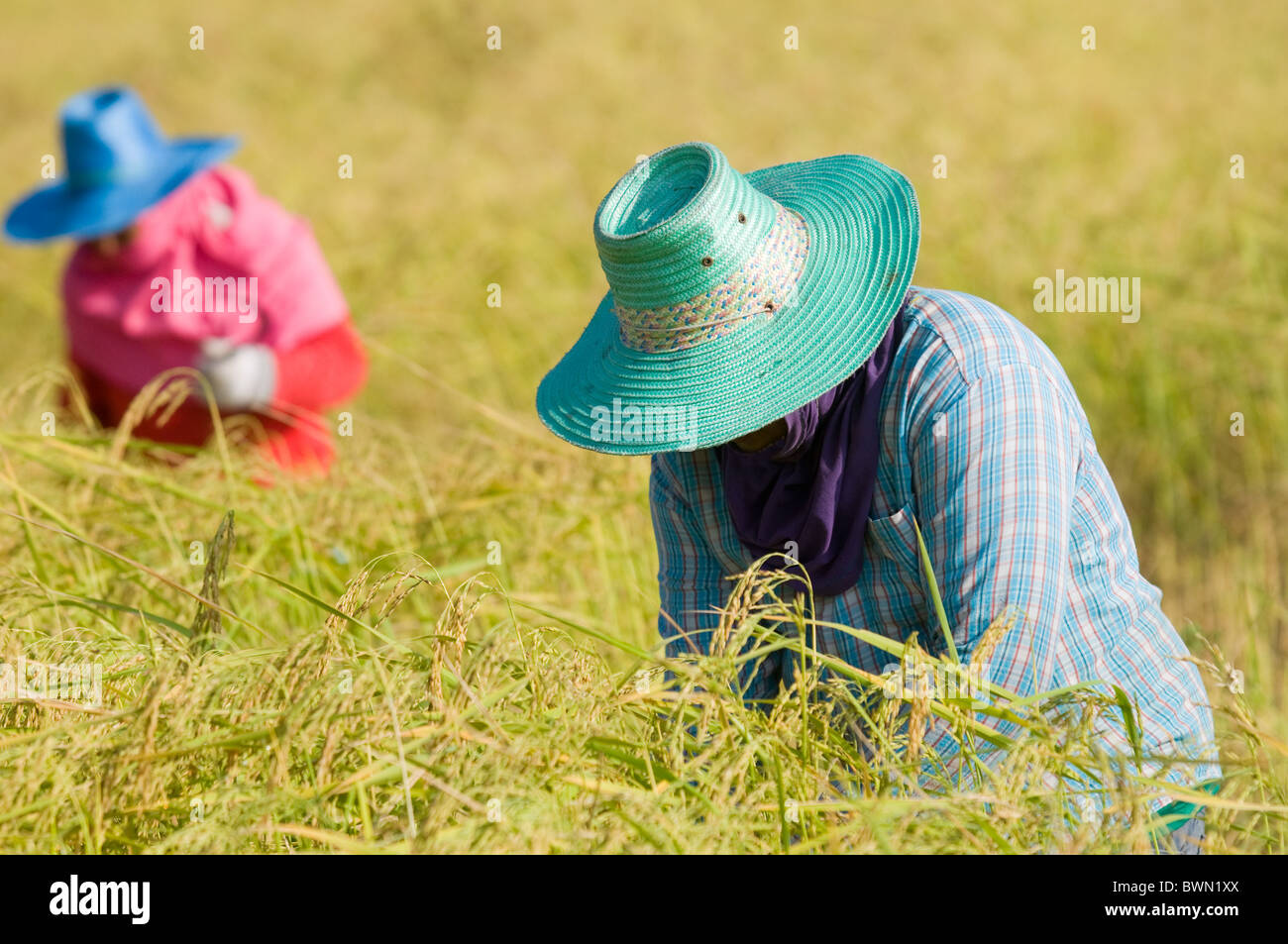 Harvesting rice by hand hi-res stock photography and images - Alamy