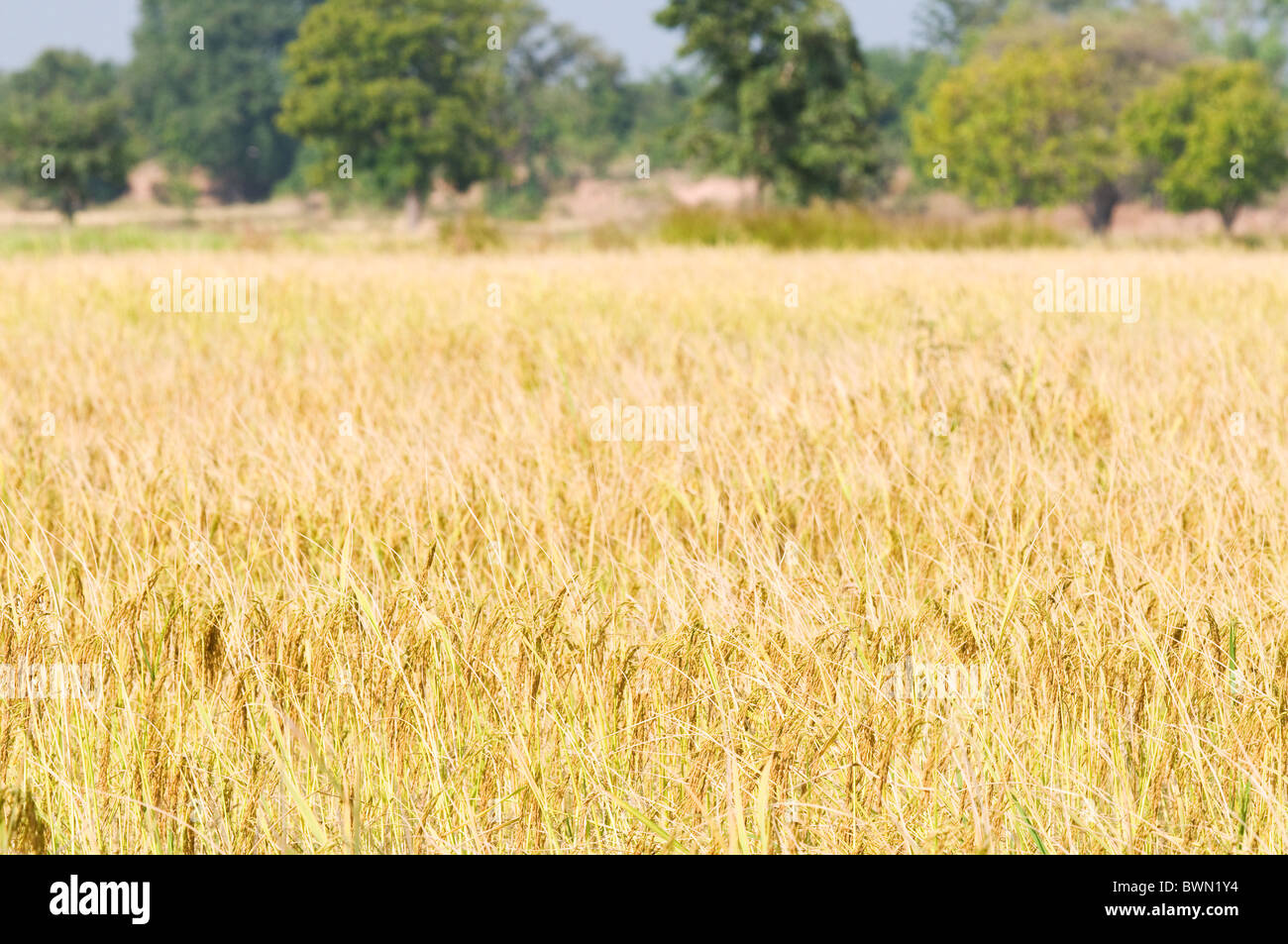 Mature rice field in Thailand ready for harvesting. Shallow depth of ...
