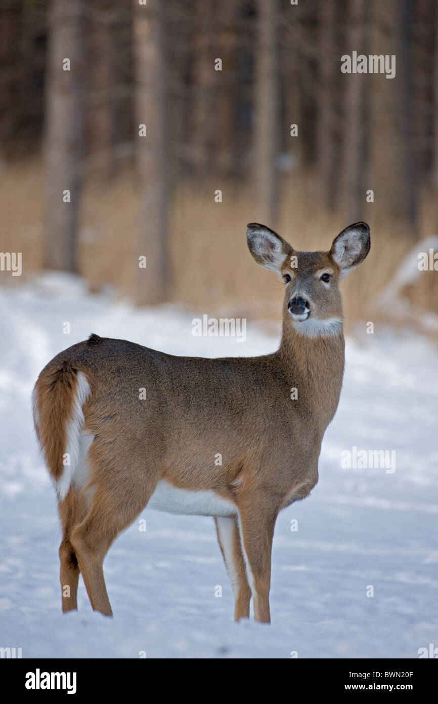 White tailed Deer Odocoileus virginianus New York Doe Stock Photo - Alamy