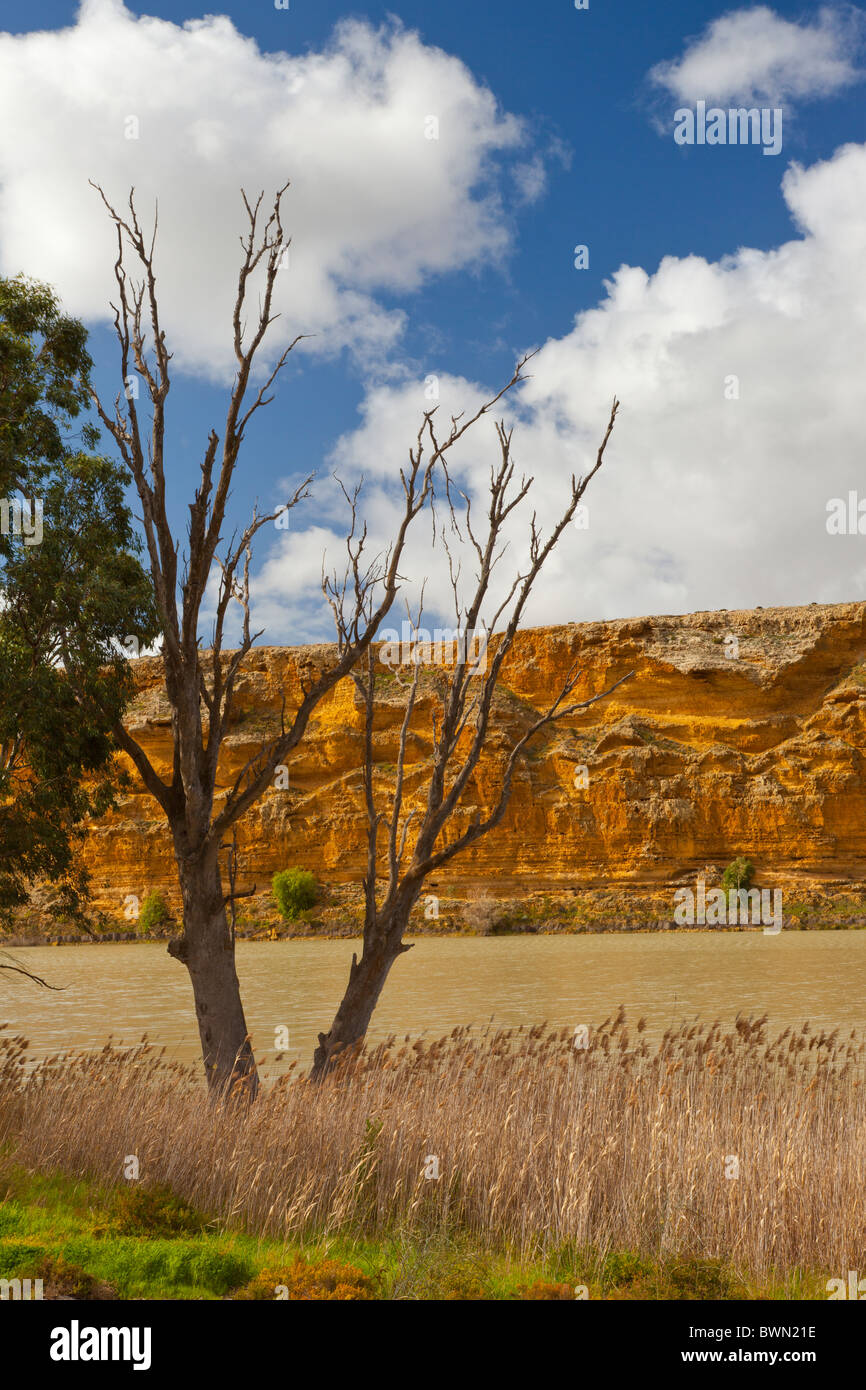 Afternoon light on golden cliffs and a dead tree on the Murray River at ...