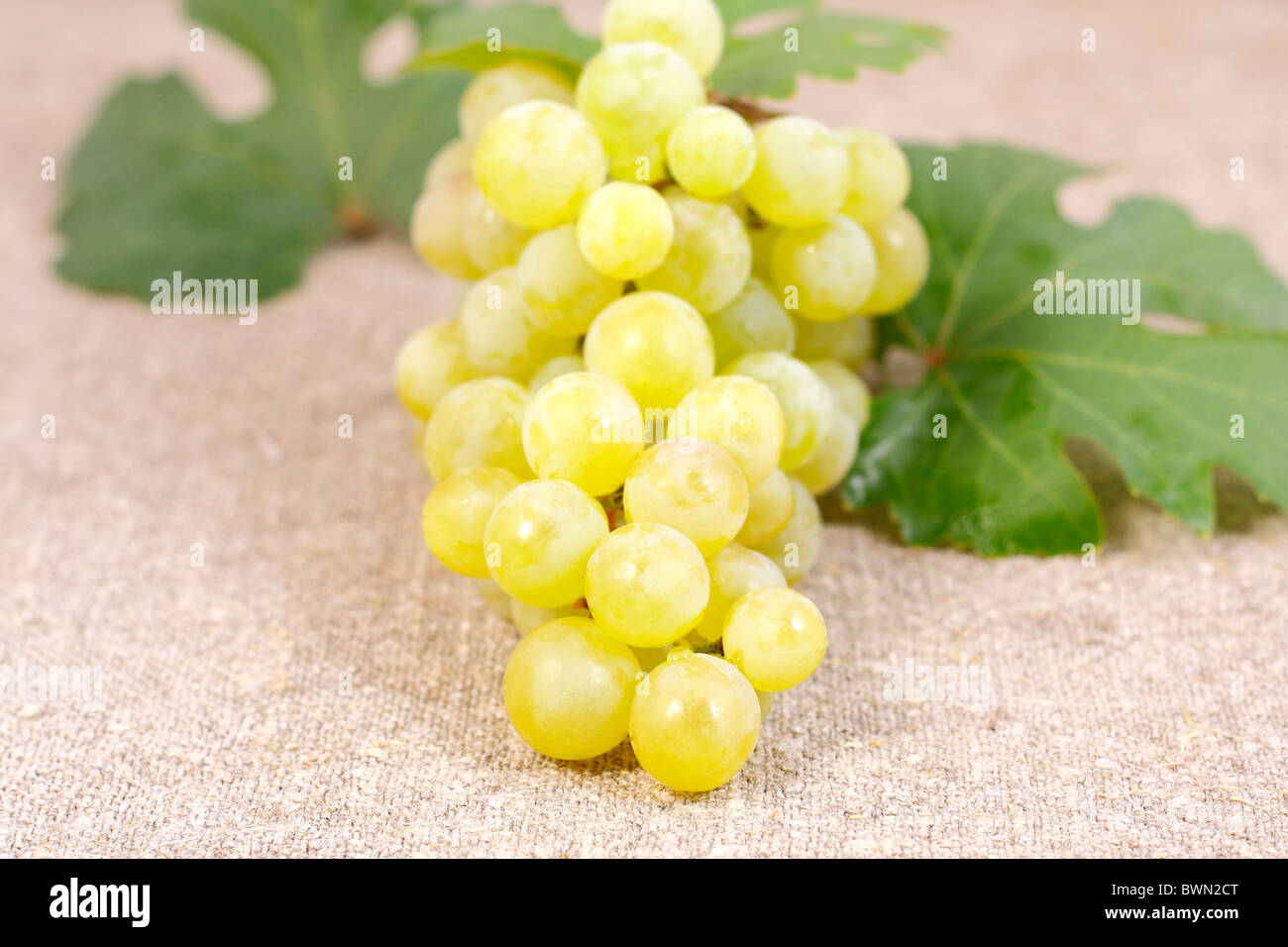 White grape varieties Muscat Stock Photo - Alamy