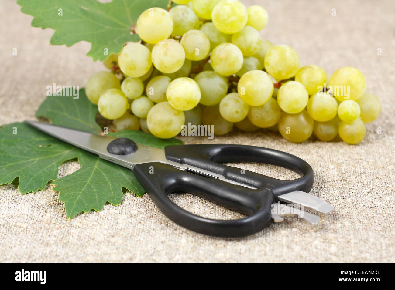 Bunch of ripe grapes and scissors Stock Photo - Alamy