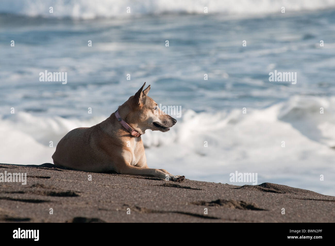 the picture of the dog watching to the ocean Stock Photo - Alamy