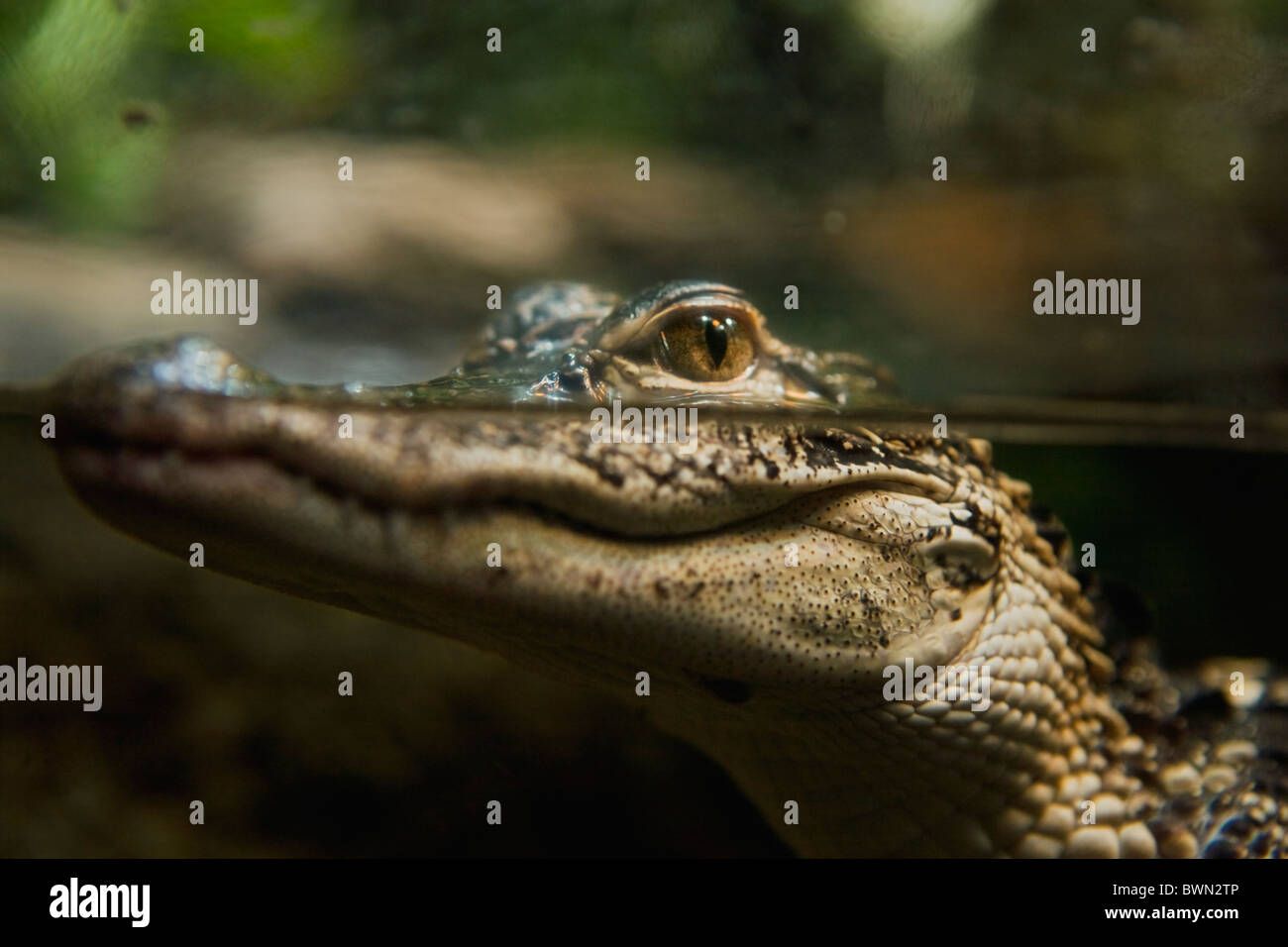 USA, Tennessee, Chattanooga, Crocodile surfacing at Tennessee Aquarium ...
