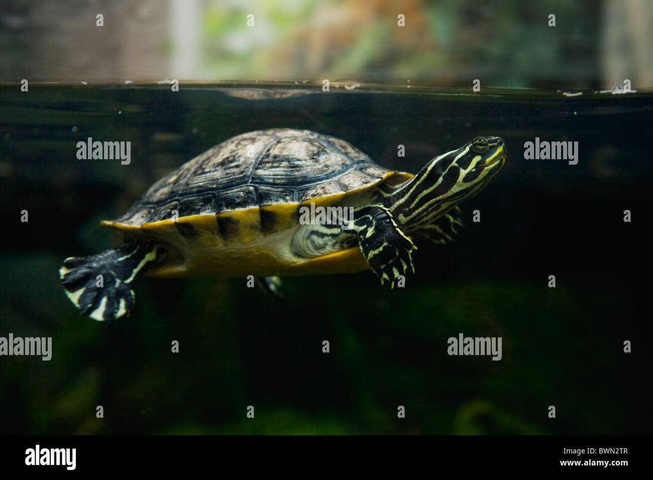 USA, Tennessee, Chattanooga, Turtle swimming at Tennessee Aquarium ...