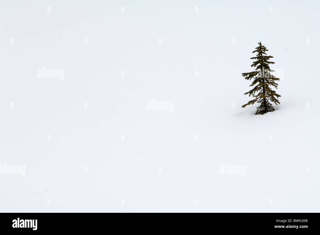 Winter landscape of pine trees outdoor scene, Banff National Park, Lake ...