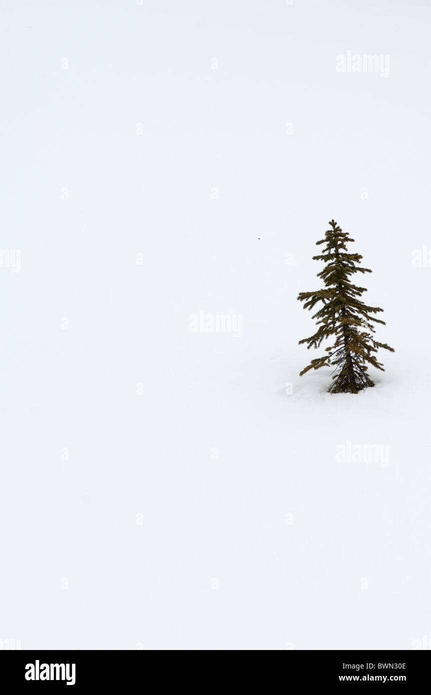 Winter landscape of pine trees outdoor scene, Banff National Park, Lake ...