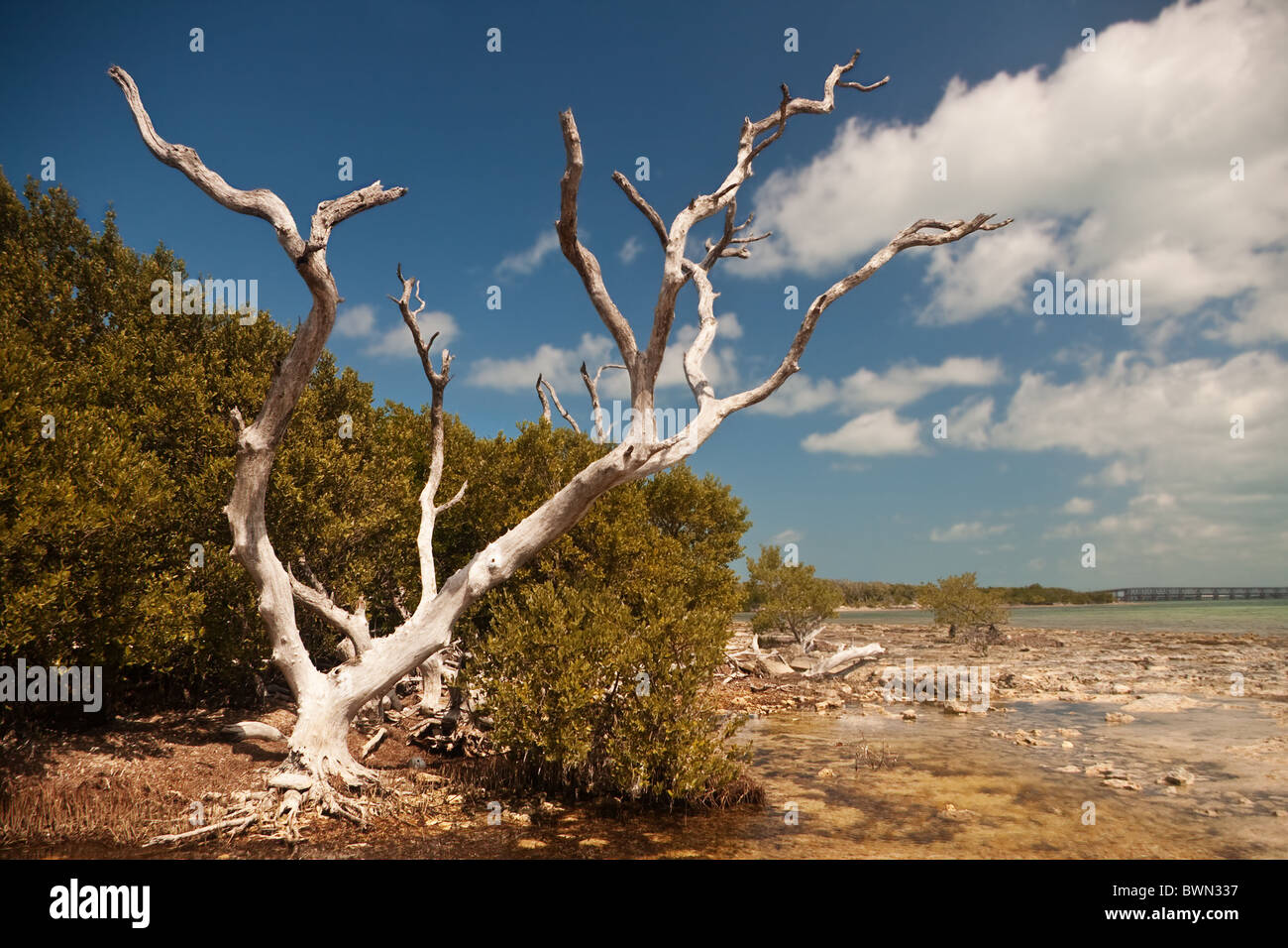 Dead tree florida keys hi-res stock photography and images - Alamy